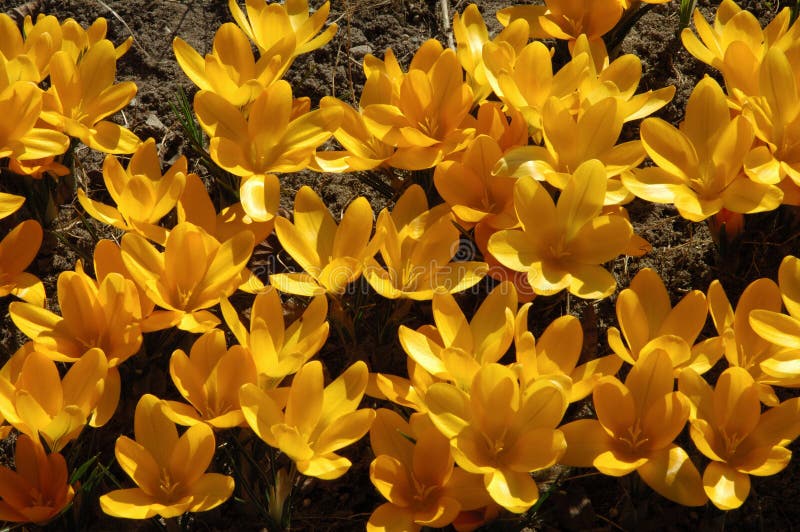 Azafranes amarillas imagen de archivo. Imagen de crezca - 620465