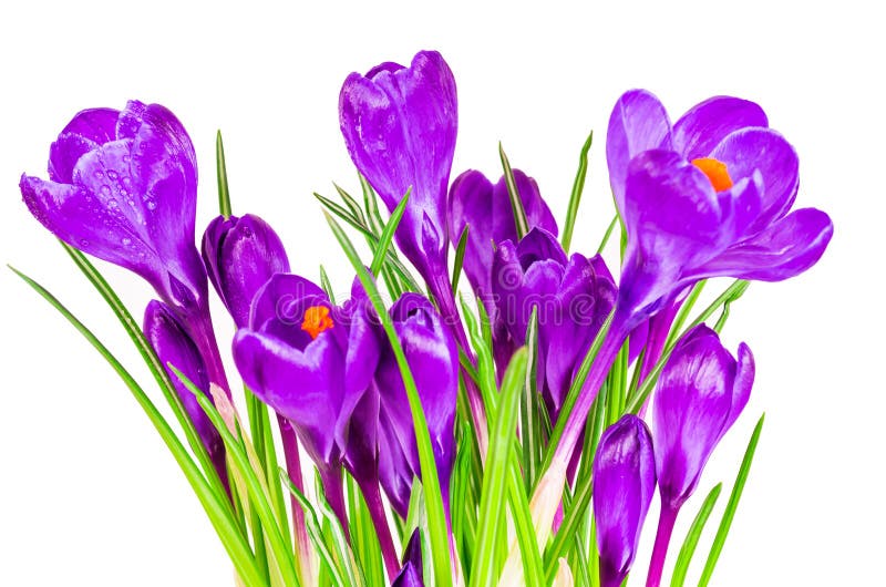 Azafranes de las flores foto de archivo. Imagen de violeta - 69024828