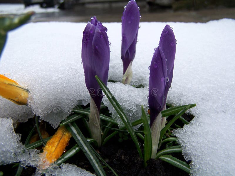 Azafranes Debajo De La Nieve Foto de archivo - Imagen de nieve ...