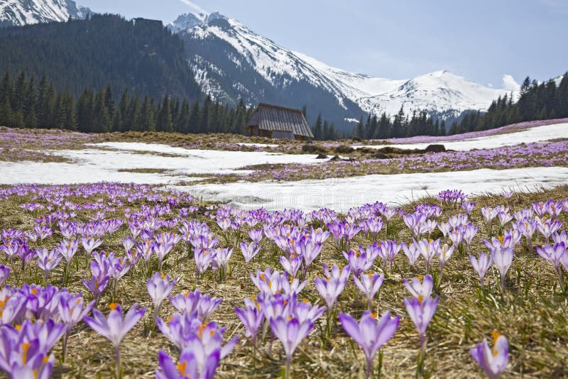 Azafranes en montañas imagen de archivo. Imagen de colorido - 30663959