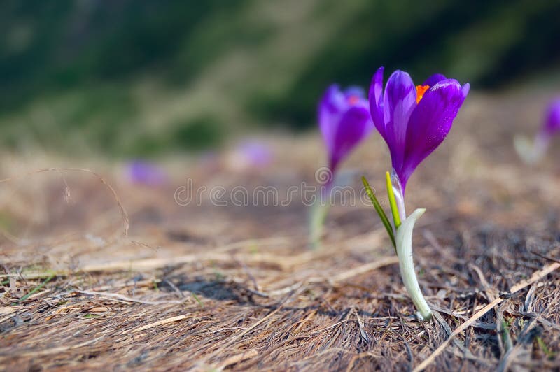Azafranes florecientes imagen de archivo. Imagen de fondo - 13171167