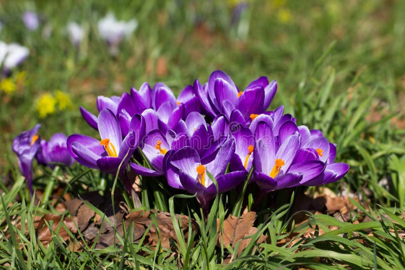 Azafranes - Primeras Flores De La Primavera Imagen de archivo - Imagen ...