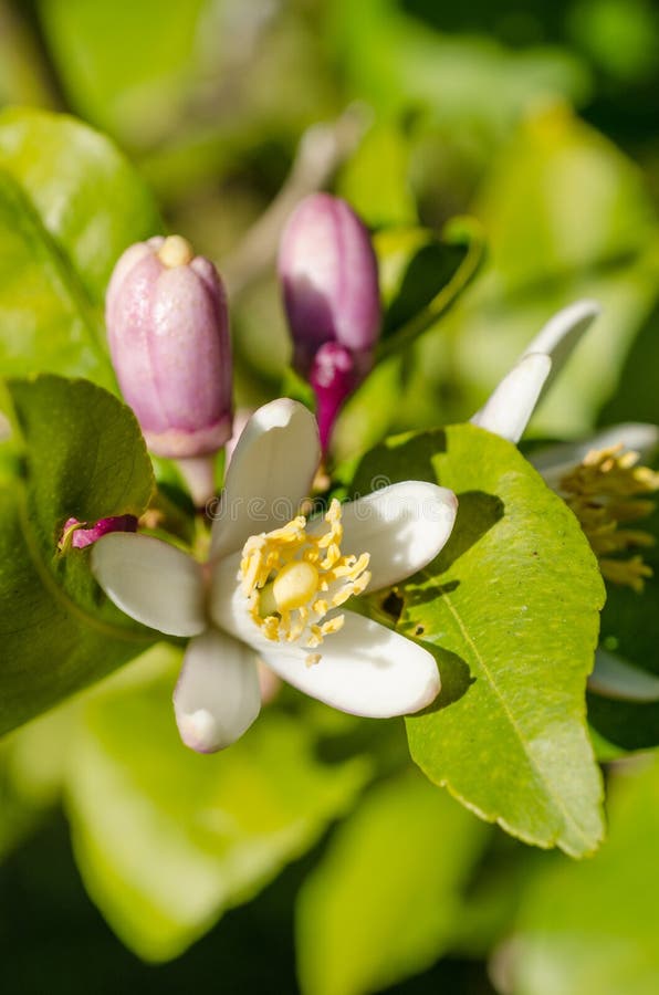 Azahar blossom stock photo. Image of tree, blanca, sunny - 71387248