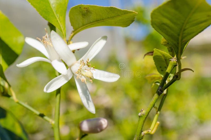 Azahar blossom stock photo. Image of nature, fruit, bloom - 71387596