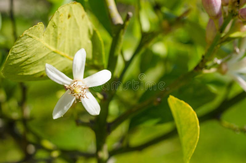 Azahar blossom stock image. Image of lemon, tree, crop - 71698121