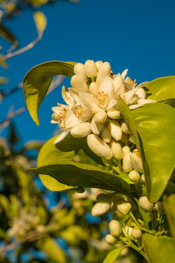 Azahar blossom stock image. Image of bloom, spain, vertical - 69694317