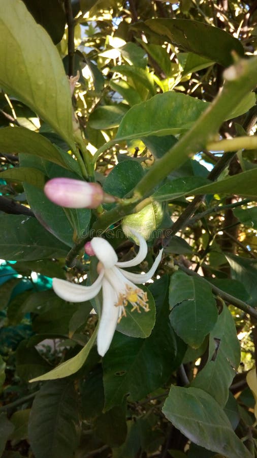 Azahar stock image. Image of life, nice, white, limon - 78892513