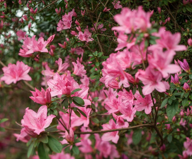Azalée Sauvage Dans La Nature Photo stock - Image du rhododendrons ...