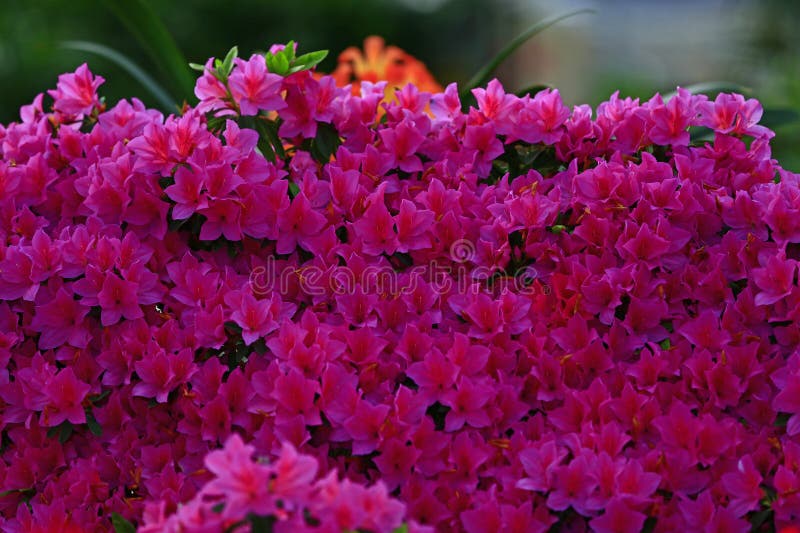 Azalea stock image. Image of spring, purple, isolated - 308530661