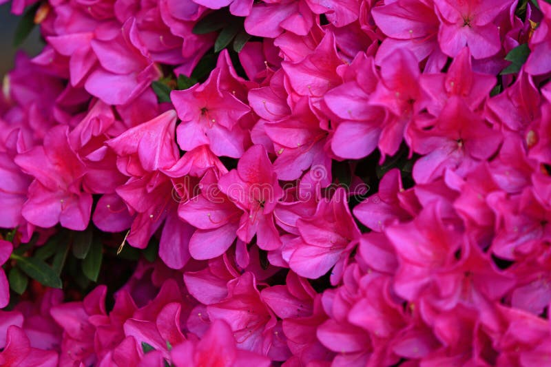 Azalea stock image. Image of background, pollen, pink - 308530805