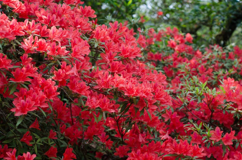 Azalea immagine stock. Immagine di scena, giorno, aperto - 40082539