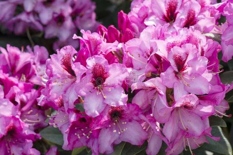 Pink Azalea Flowering In Vibrant Color Stock Image - Image of azalea ...