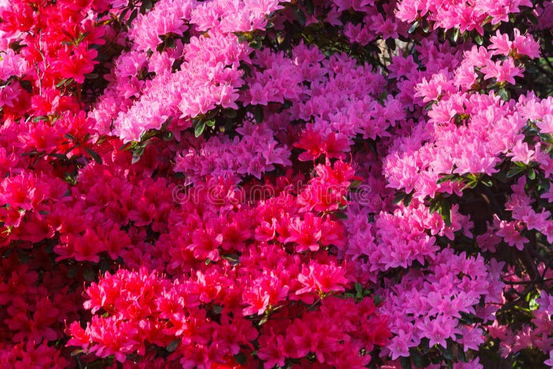 Azalea Background stock photo. Image of flowers, pink - 76972102