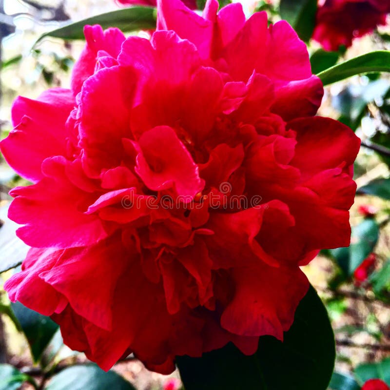 Azalea ball stock photo. Image of flowers, azalea, ball - 71692722