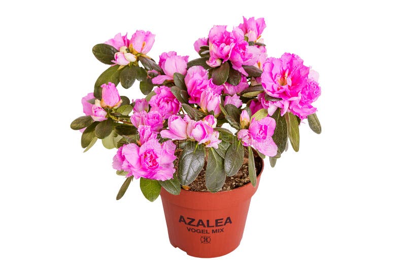 Azaleya Stock Photos - Free & Royalty-Free Stock Photos from Dreamstime