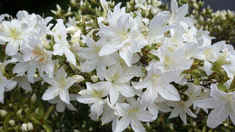 immagini di riserva di Azalea Bianca - la sovranità di download 461 ...