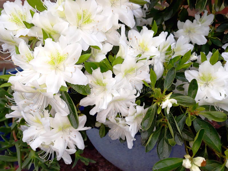 Azalea blanca imagen de archivo. Imagen de blanca, azalea - 24509299