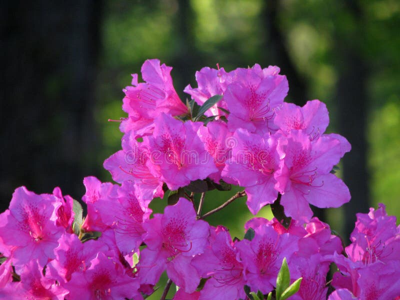 Azalea Bloom with Yellow Butterfly Sampling Pollen Stock Image - Image ...