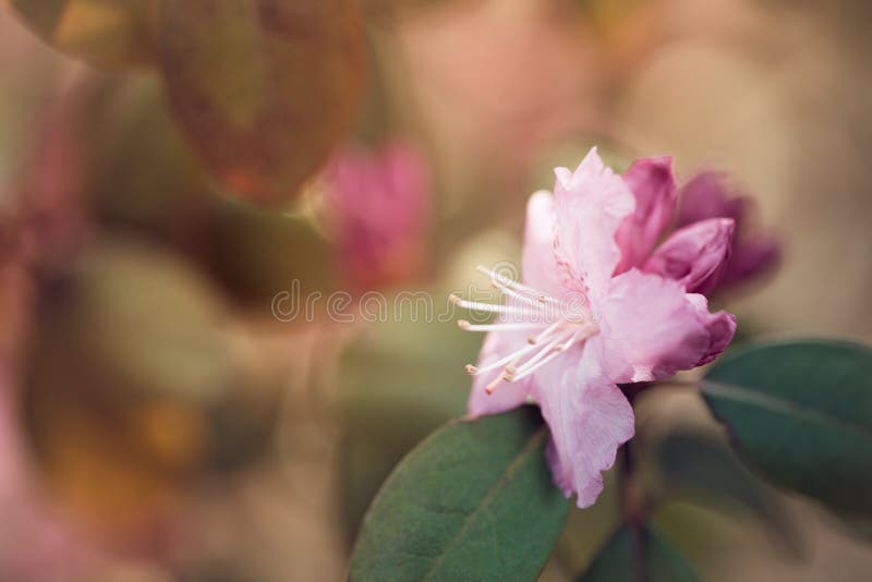 Azalea Bloom with Yellow Butterfly Sampling Pollen Stock Image - Image ...
