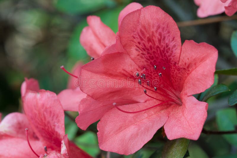 Azalea Bloom with Yellow Butterfly Sampling Pollen Stock Image - Image ...