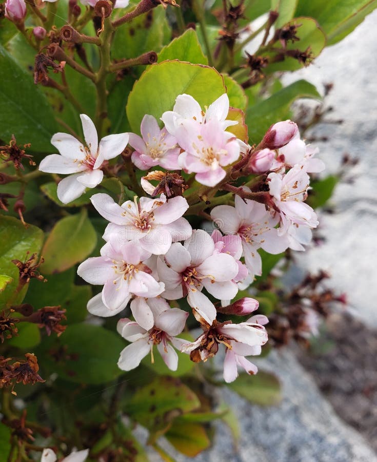 Azalea Bloom with Yellow Butterfly Sampling Pollen Stock Image - Image ...