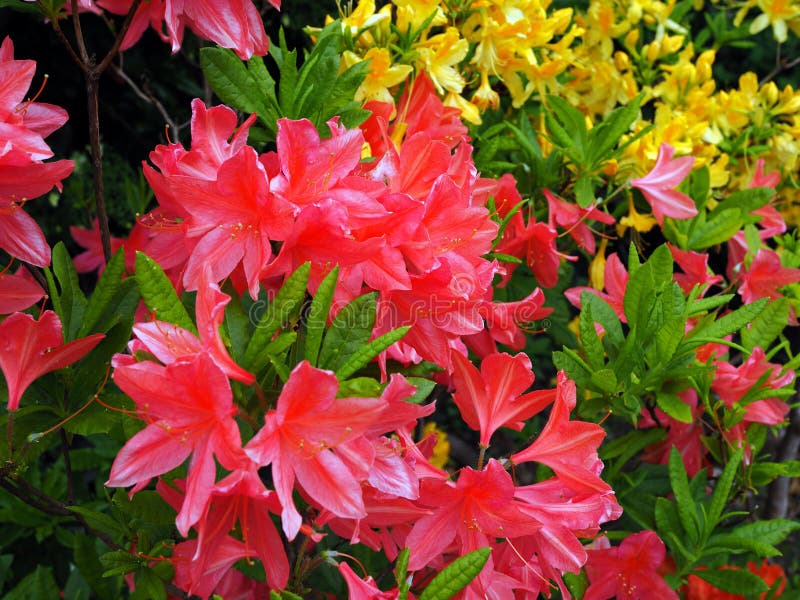 Azalea stock image. Image of ericacea, colour, shrub - 73409751