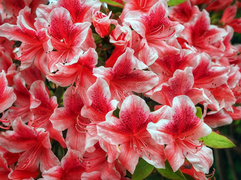 Azalea stock image. Image of pink, nature, ericacea, shrub - 72677609