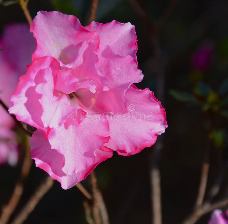 Azalea blooming stock image. Image of healthy, nature - 90118665