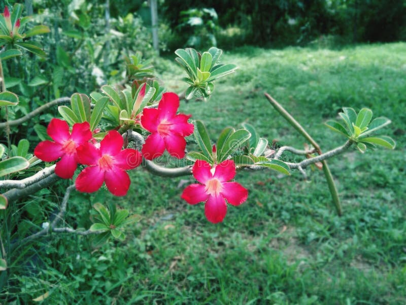 Azalea background green stock image. Image of hairs - 197202189