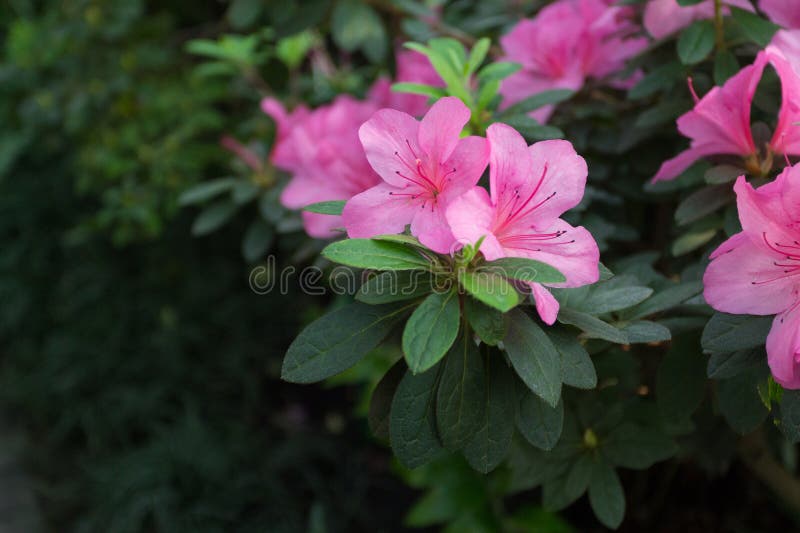 Azalea Blooming in the Garden. Pink Flowers on a Bush. Stock Photo ...