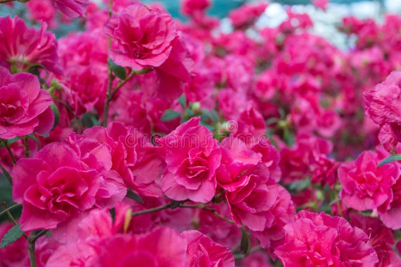 Azalea Blooming in the Garden. Red Flowers on a Bush. Stock Image ...