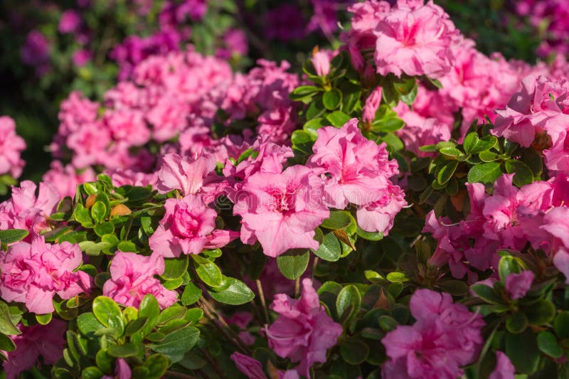 Azalea Blooming in the Garden. Red Flowers on a Bush. Stock Image ...