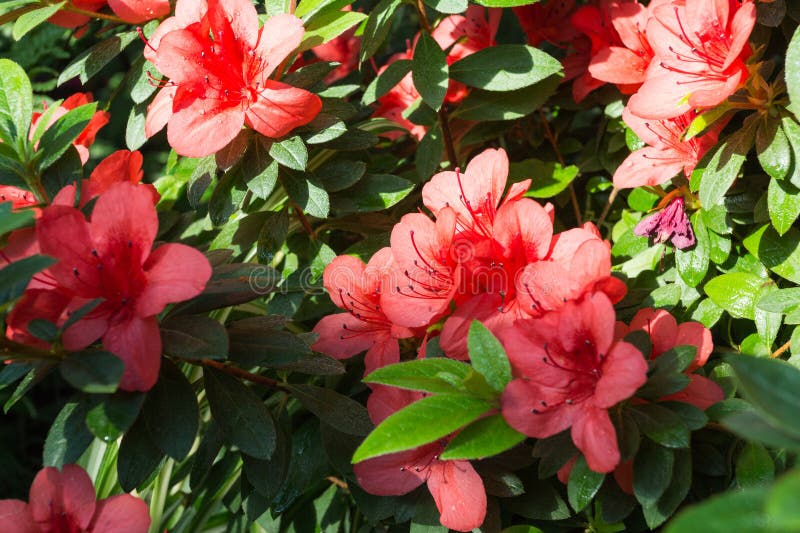 Azalea Blooming in the Garden. Red Flowers on a Bush. Stock Image ...
