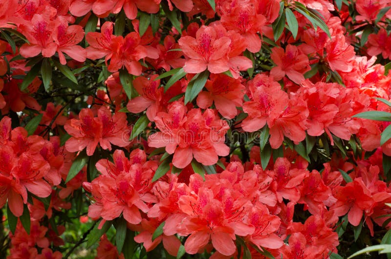 Azalea stock photo. Image of beautiful, jungle, spring - 40082338