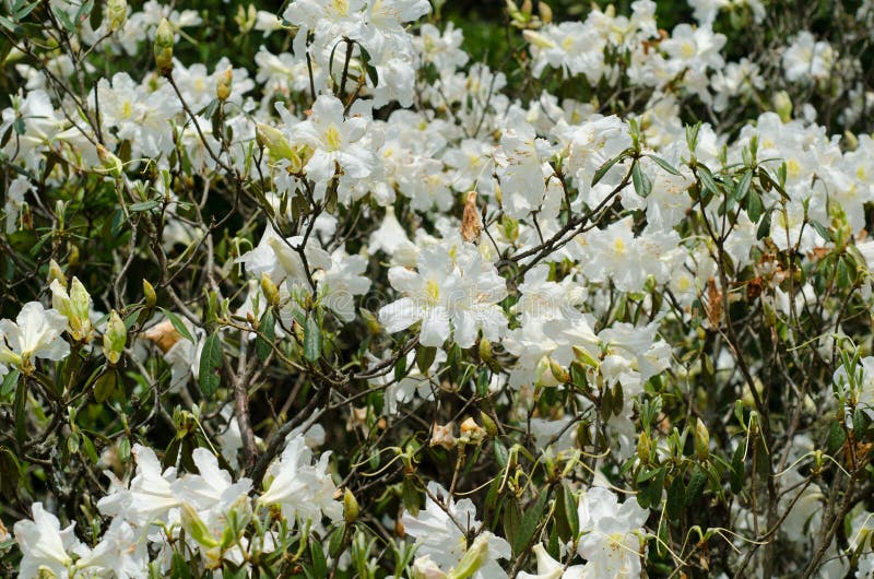 Azalea stock image. Image of petal, floral, azalea, beautiful - 40082935