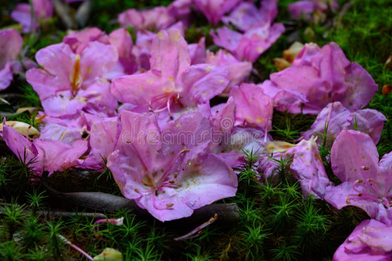 Azalea Blooms Fallen in Moss Stock Photo - Image of fallen, closeup ...