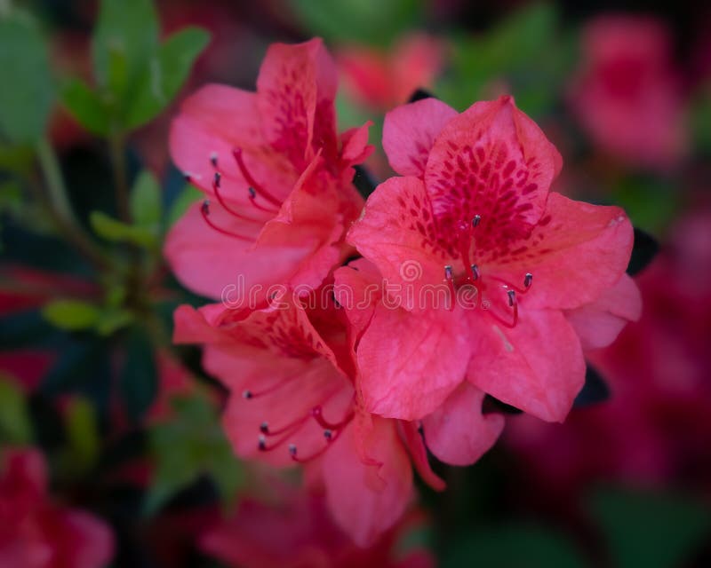 Bright Pink Azalea Blooms in Spring in Texas Stock Photo - Image of ...