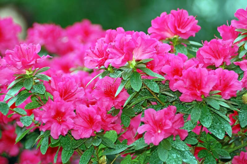 Azalea blossom stock image. Image of growth, flora, color - 24061623