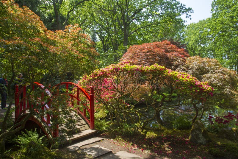 Azalea Blossom in Japanese Garden Stock Photo - Image of azalea ...