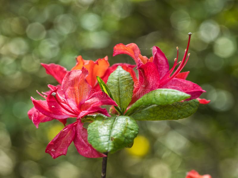 Azalea blossoms stock image. Image of spring, azalea - 365347831
