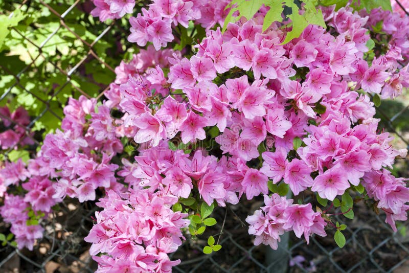 Azalea Blossoms stock image. Image of petal, freshness - 85576513