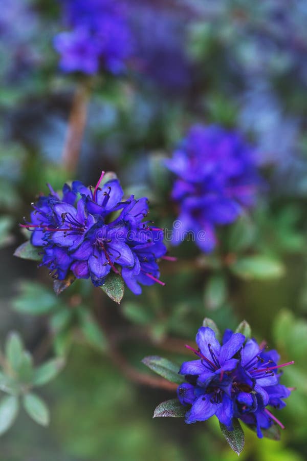 Azalea Blue Baron imagen de archivo. Imagen de delicado - 92236595
