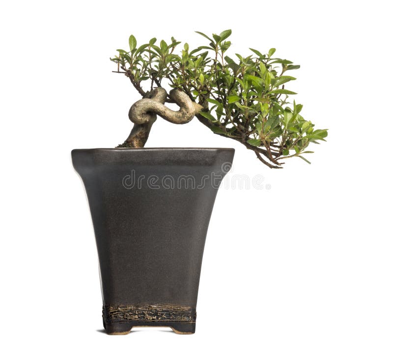 Azalea Bonsai Tree, Rhododendron, Isolated Stock Image - Image of ...