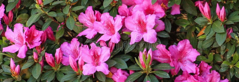 Azalea border stock photo. Image of north, colors, flower - 72030608
