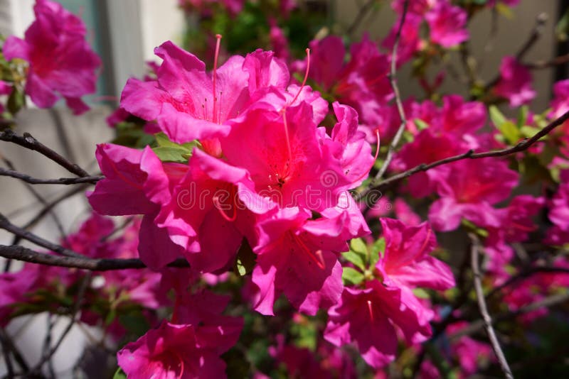 Azalea Branch with Beautiful Pink Blossoms on Blurred Background Stock ...
