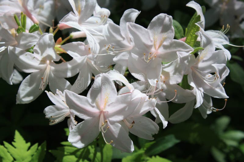 Azalea Branch in Spring stock photo. Image of closeup - 208265702