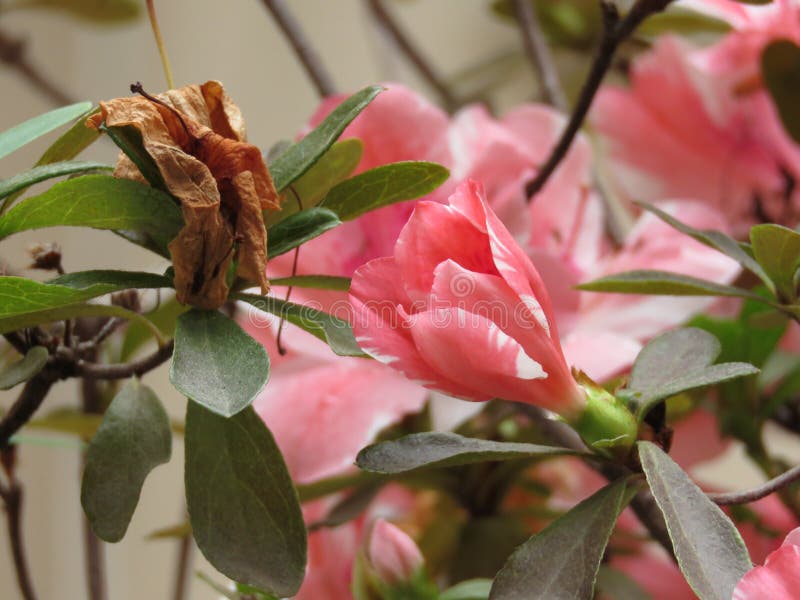 Azalea Branches With Beautiful Delicate Pink Flowers On A Blurre Stock ...