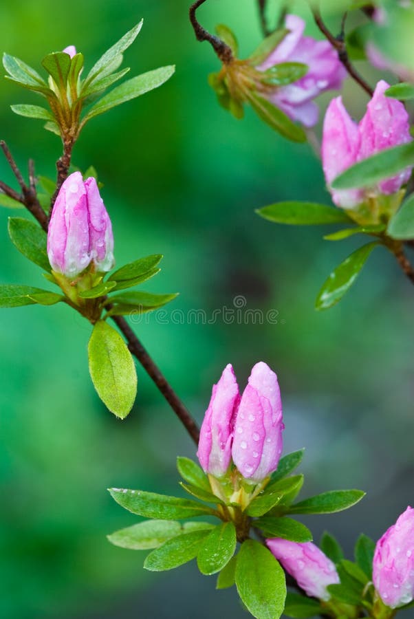 Azalea buds in rain stock image. Image of pink, plant - 12524859
