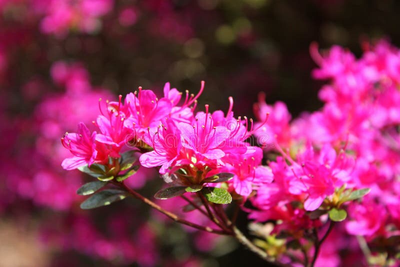 Azalea bush flowers macro stock image. Image of plant - 2370797