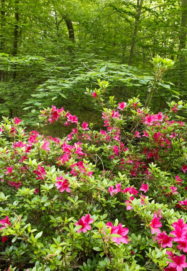 Azalea Bush stock image. Image of colorful, perennial - 28848731
